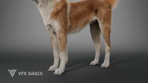 Dog Animated - MAYA Character Asset | VFX Grace