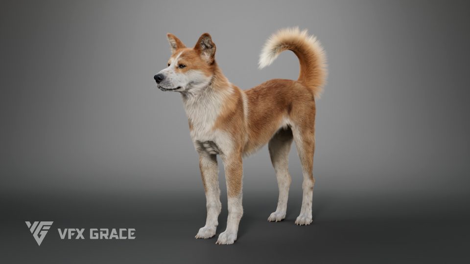Dog Animated - MAYA Character Asset | VFX Grace
