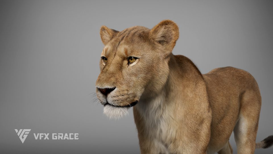 Lioness Animation - MAYA 3D Model | VFX Grace