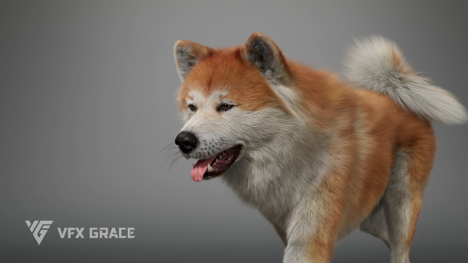 Akita Dog Animation - MAYA Character Asset | VFX Grace