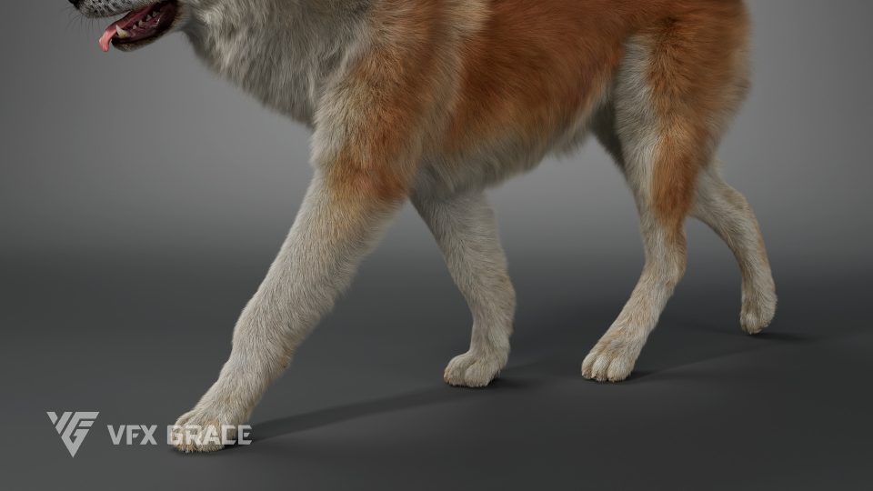 Akita Dog Animation - MAYA Character Asset | VFX Grace