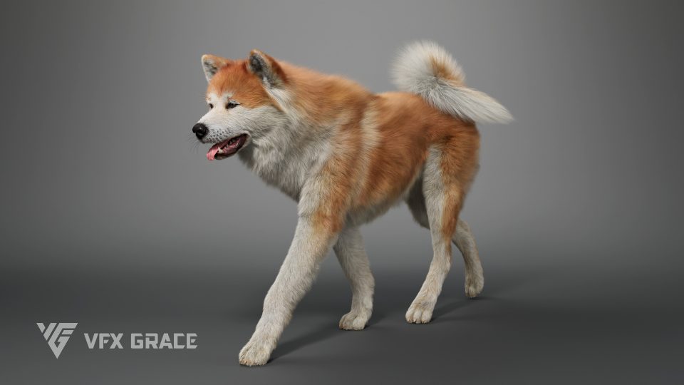 Akita Dog Animation - MAYA Character Asset | VFX Grace