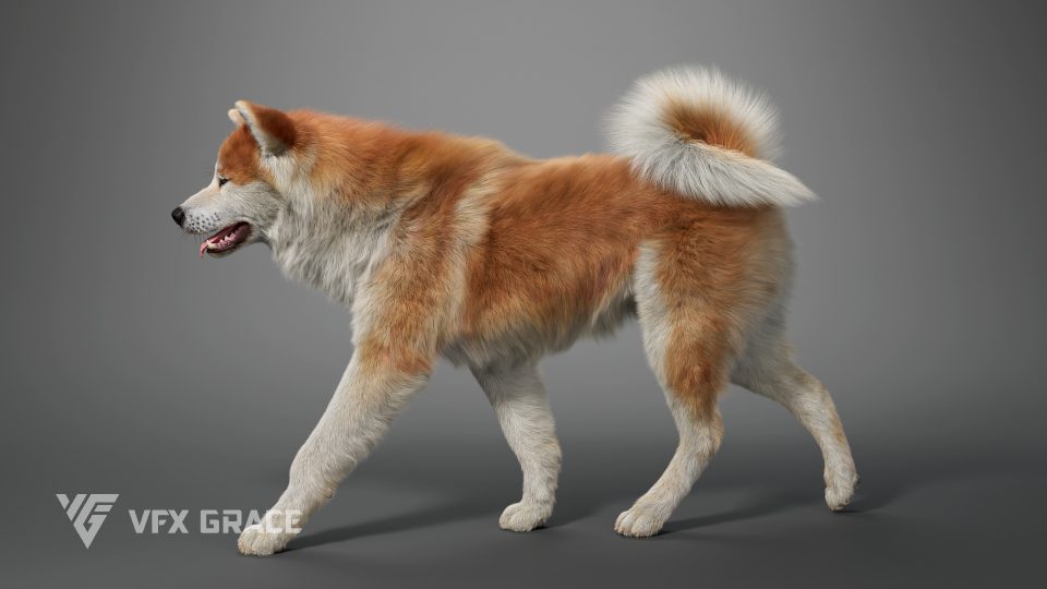 Akita Dog Animation - MAYA Character Asset | VFX Grace