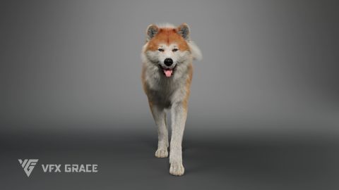 Akita Dog Animation - MAYA Character Asset | VFX Grace