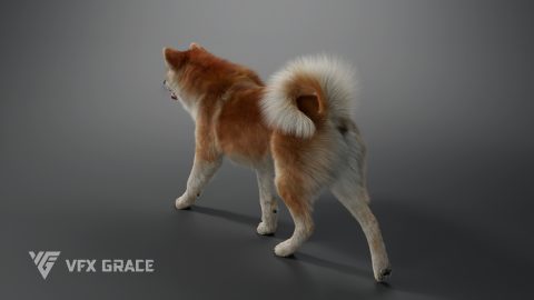 Akita Dog Animation - MAYA Character Asset | VFX Grace