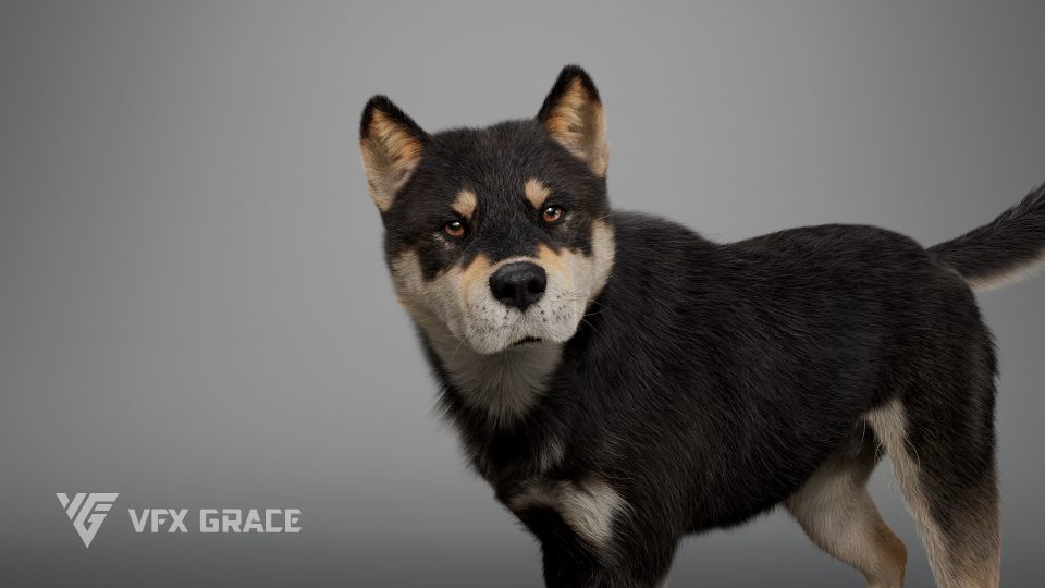 Four-Eyed Dog Animated - MAYA Character Asset | VFX Grace