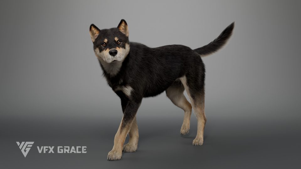 Four-Eyed Dog Animated - MAYA Character Asset | VFX Grace