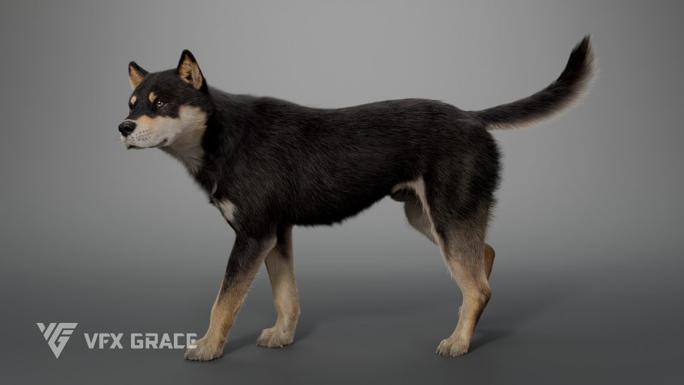 Four-Eyed Dog Animated - MAYA Character Asset | VFX Grace