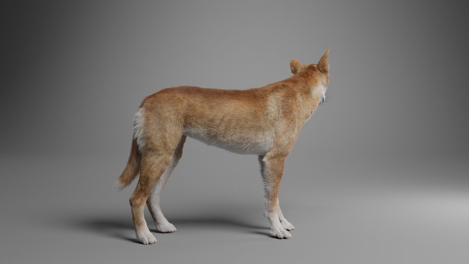 Australian Dingo Animated | VFX Grace | VFX Grace