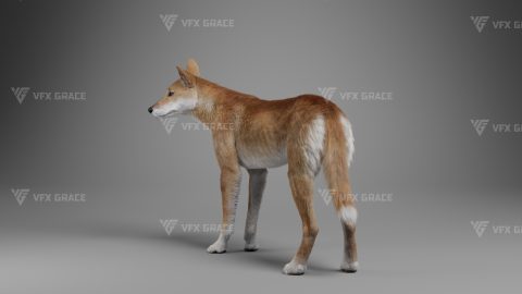 Australian Dingo Animation | VFX Grace | VFX Grace
