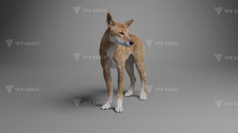 Australian Dingo Animation | VFX Grace | VFX Grace