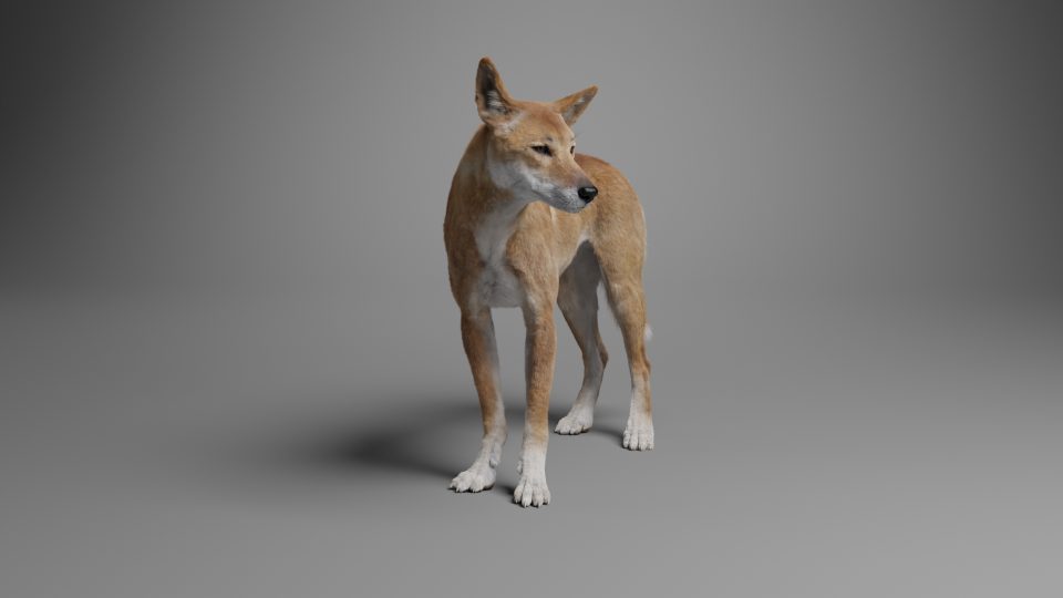 Australian Dingo Animated | VFX Grace | VFX Grace