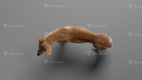 Australian Dingo Animation | VFX Grace | VFX Grace