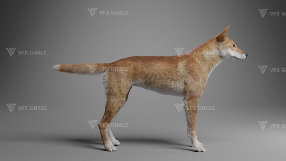 Australian Dingo Animation | VFX Grace | VFX Grace