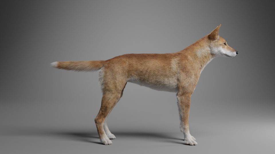 Australian Dingo Animated | VFX Grace | VFX Grace