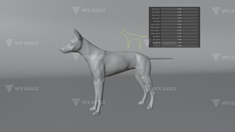Australian Dingo Animation | VFX Grace | VFX Grace