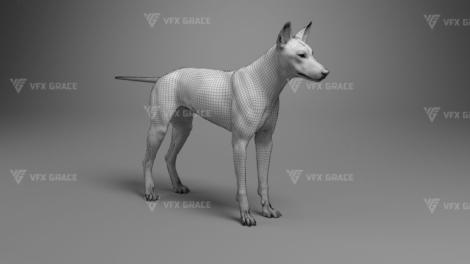 Australian Dingo Animation | VFX Grace | VFX Grace