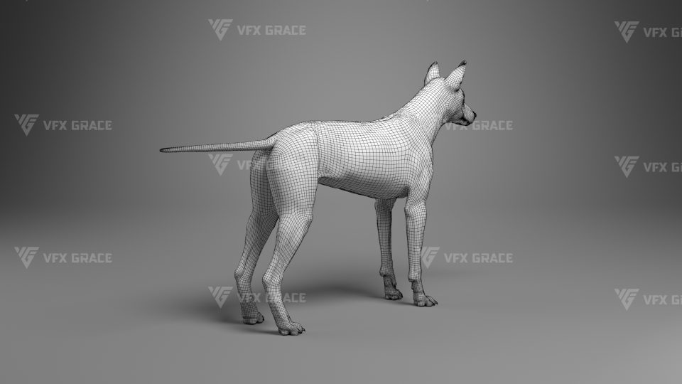 Australian Dingo Animation | VFX Grace | VFX Grace