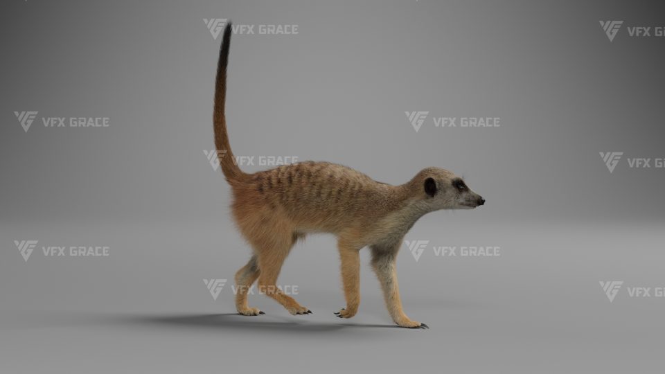 Meerkat Animated | VFX Grace | VFX Grace