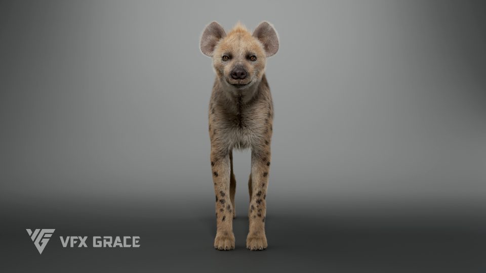 Spotted Hyena Animation - MAYA Character Asset | VFX Grace