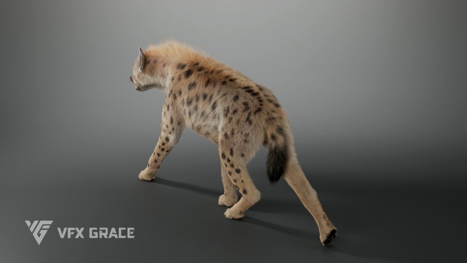 Spotted Hyena Animation - MAYA Character Asset | VFX Grace