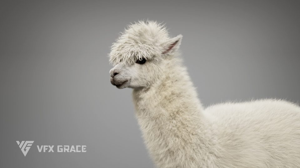 Alpaca Animation - MAYA Character Asset | VFX Grace