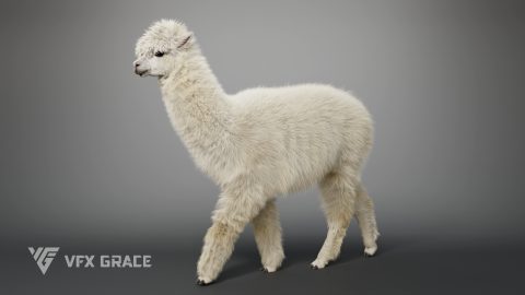 Alpaca Animation - MAYA Character Asset | VFX Grace