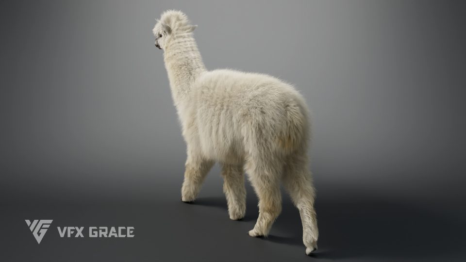 Alpaca Animation - MAYA Character Asset | VFX Grace