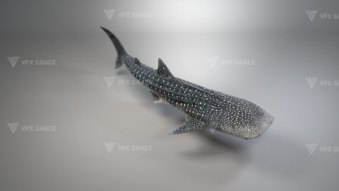 Whale Shark Animation | VFX Grace | VFX Grace