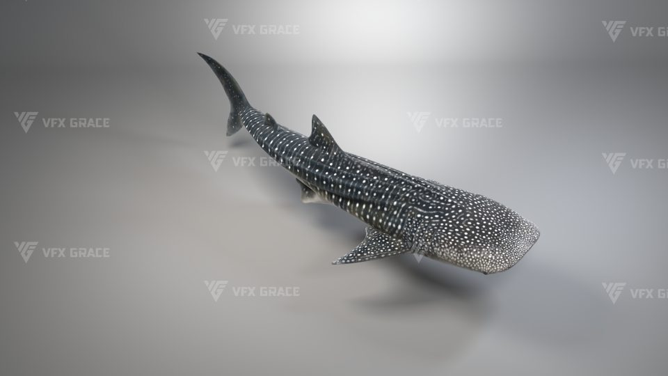Whale Shark Animation | VFX Grace | VFX Grace