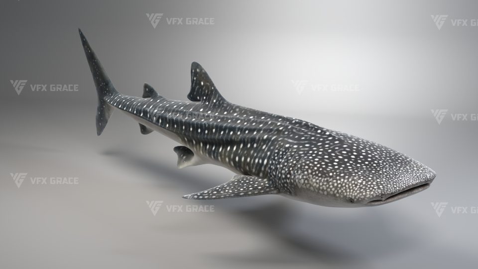 Whale Shark Animation | VFX Grace | VFX Grace