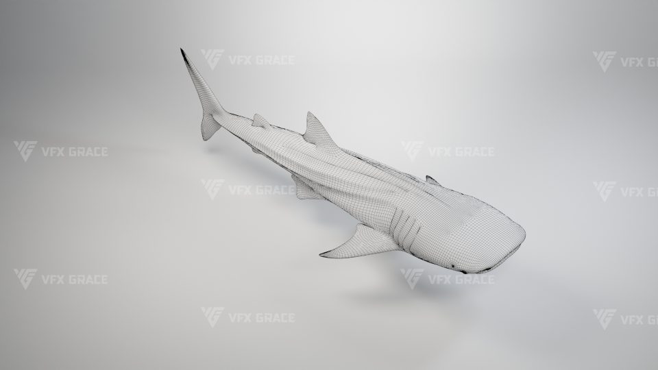 Whale Shark Animation | VFX Grace | VFX Grace
