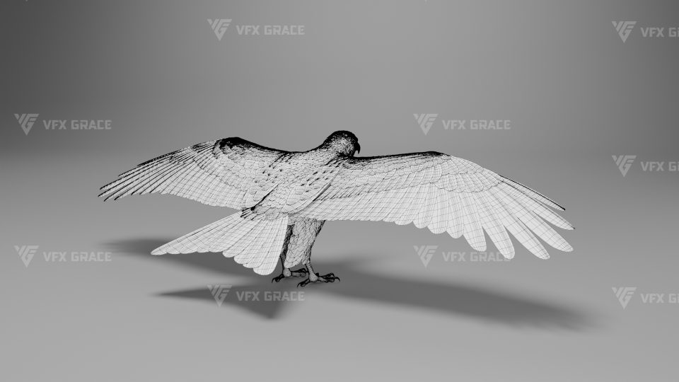 Black Kite 3D Animation Realistic Rigged Bird Model for Blender | VFX Grace