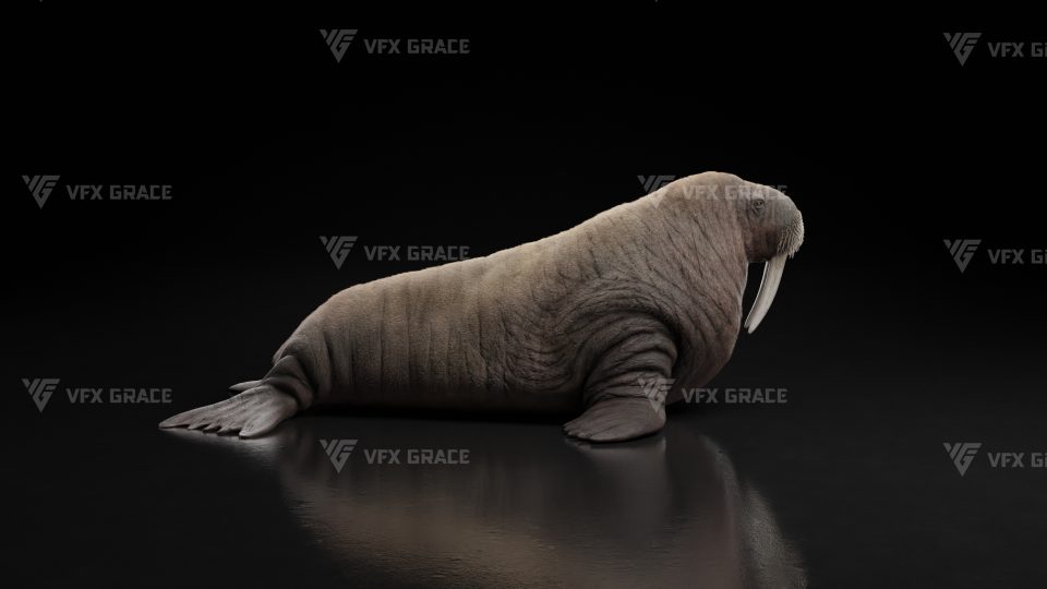 Walrus Animation - 3d model, rigging, Blender model | VFX Grace