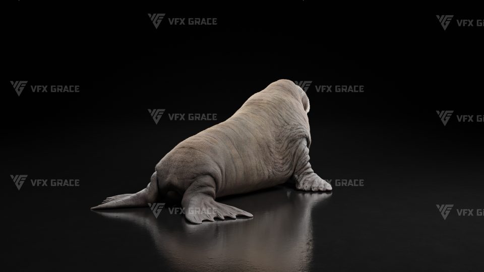 Walrus Animation - 3d model, rigging, Blender model | VFX Grace