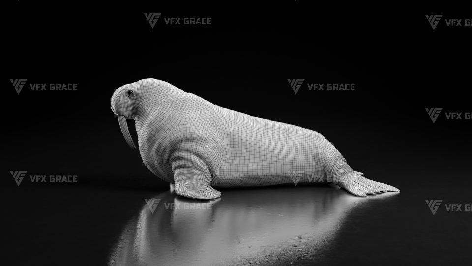 Walrus Animation - 3d model, rigging, Blender model | VFX Grace
