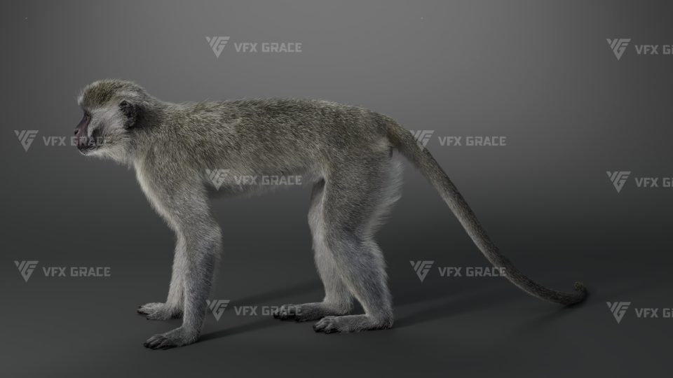 Vervet Monkeys Animation - MAYA Character Asset | VFX Grace